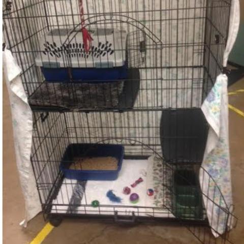 Cat Foster Care Handbook | Animal Services