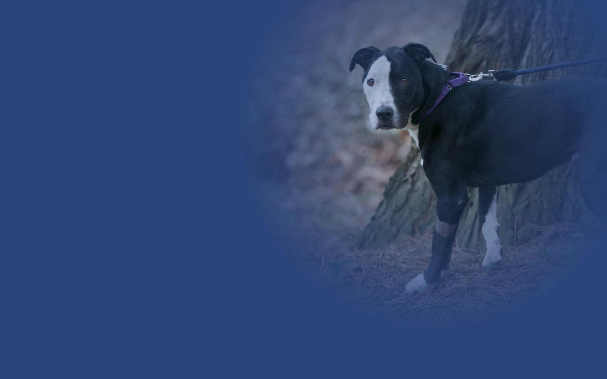 Home | Animal Services